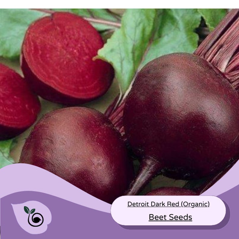 Beet Seeds - Detroit Dark Red (organic) - Etsy