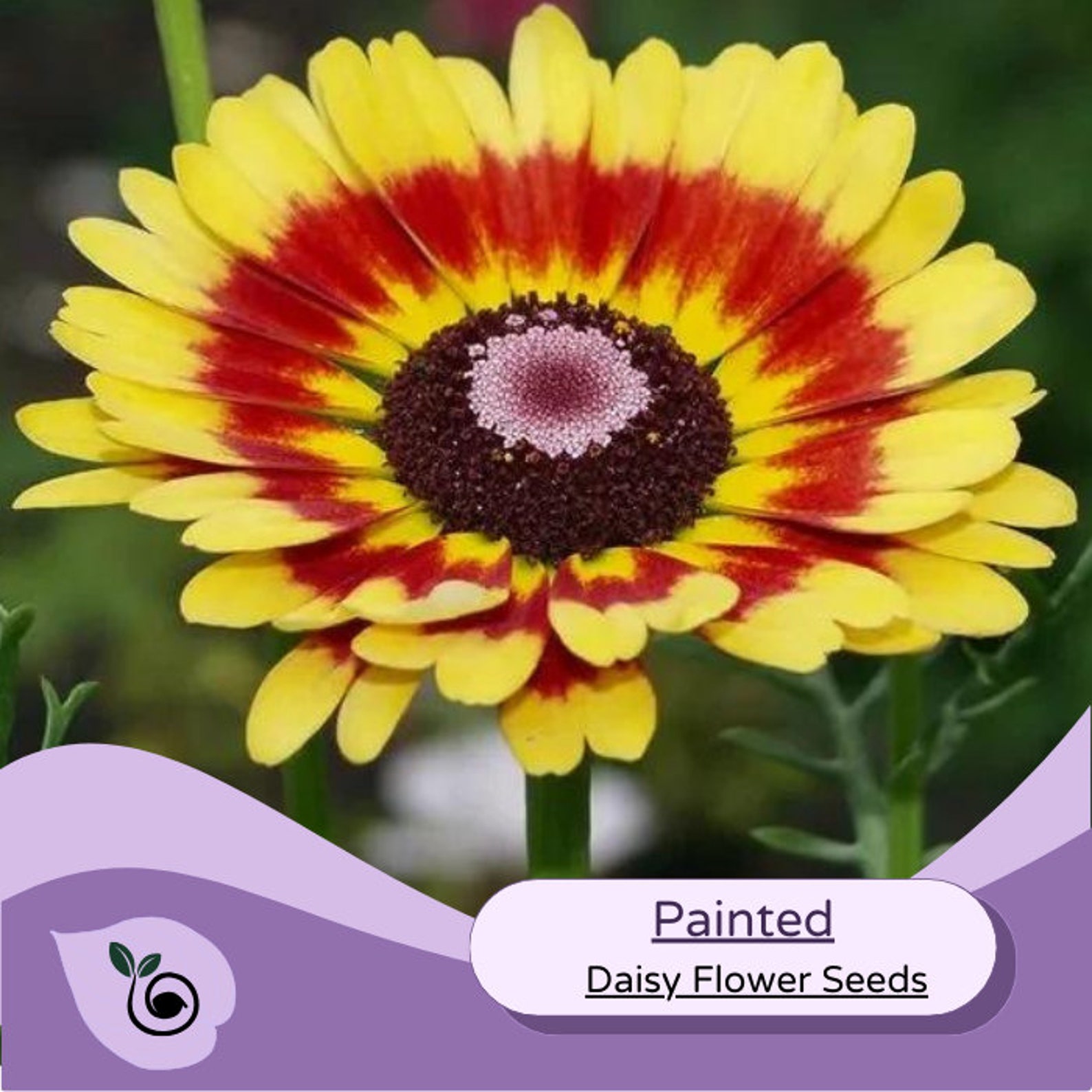 Painted Daisy Seeds Mix - Garden Flower Seeds - Etsy