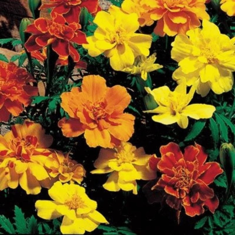 Safari Mix Seeds French Marigold Seeds - Etsy