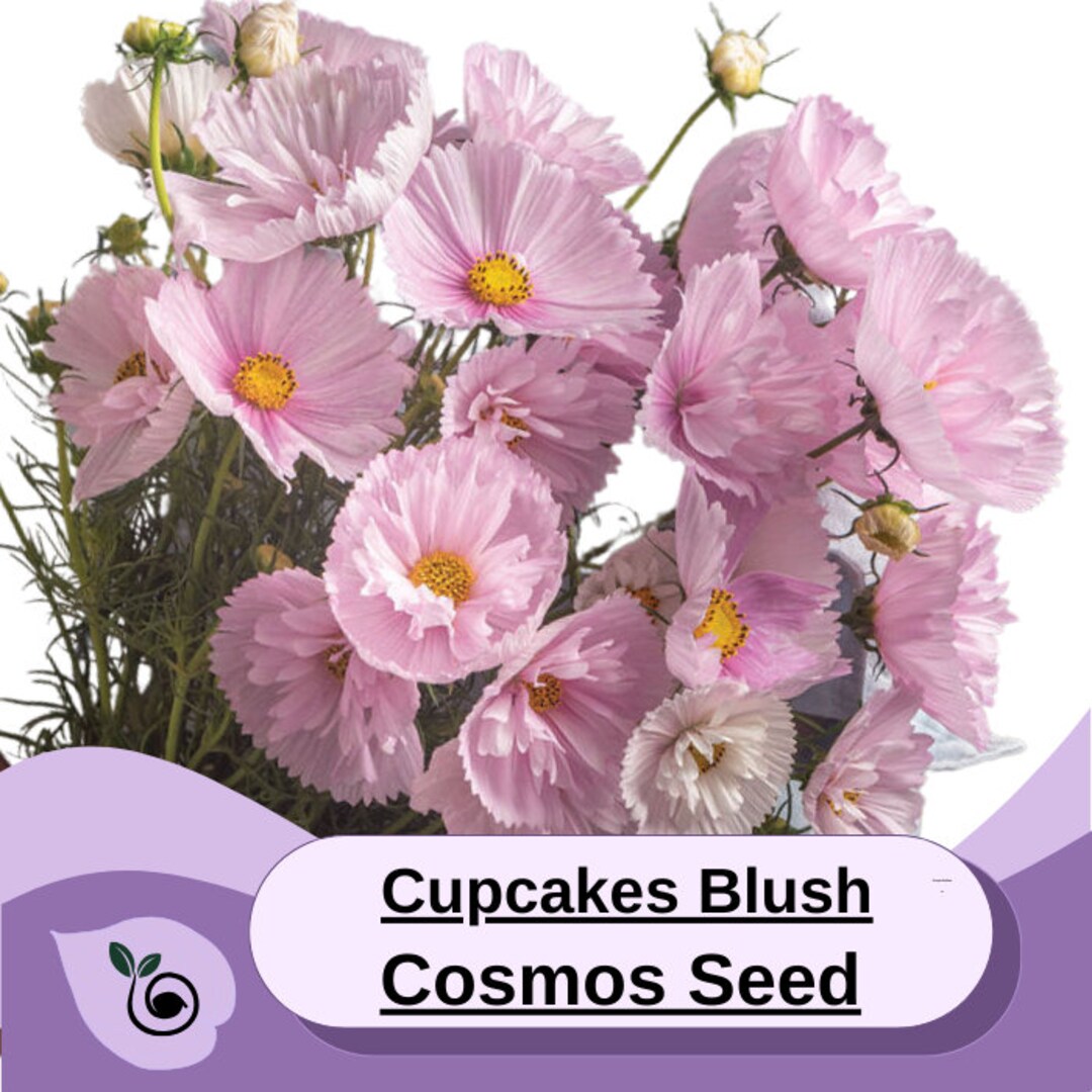 Cupcakes Blush Cosmos Seed - Etsy