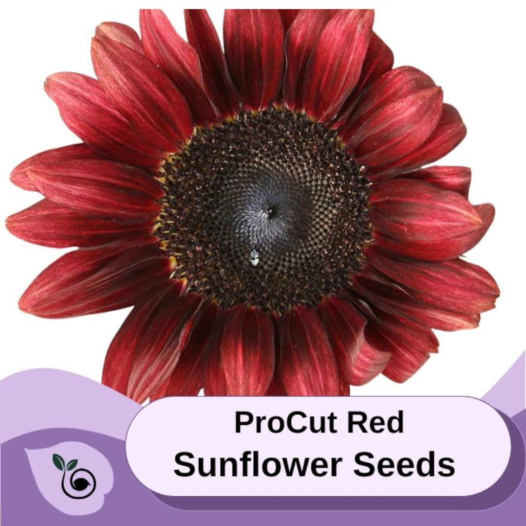 Sunflower Seeds Procut Red First Single Head Sunflower With Deep ...
