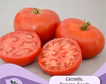 RED TORCH Tomato Seeds Premium Tomato Seeds - Etsy