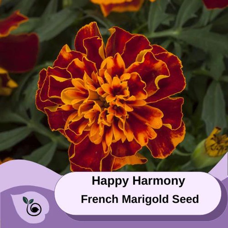 French Marigold Seed Happy Harmony - Etsy