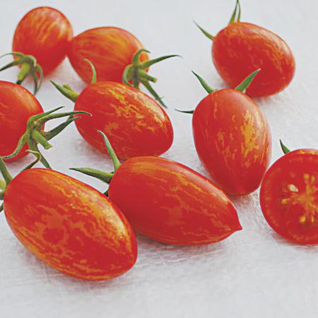 Tomato Seeds Red Torch Open Pollinated USA SELLER - Etsy