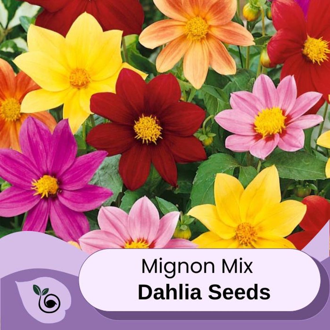 Dahlia Mix Seeds - Dahlia Mignon Mix, 55 Seeds Package, Dahlia Flower ...