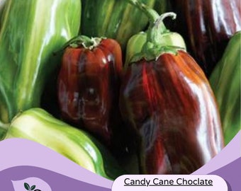 Candy Cane Pepper Seeds - Etsy