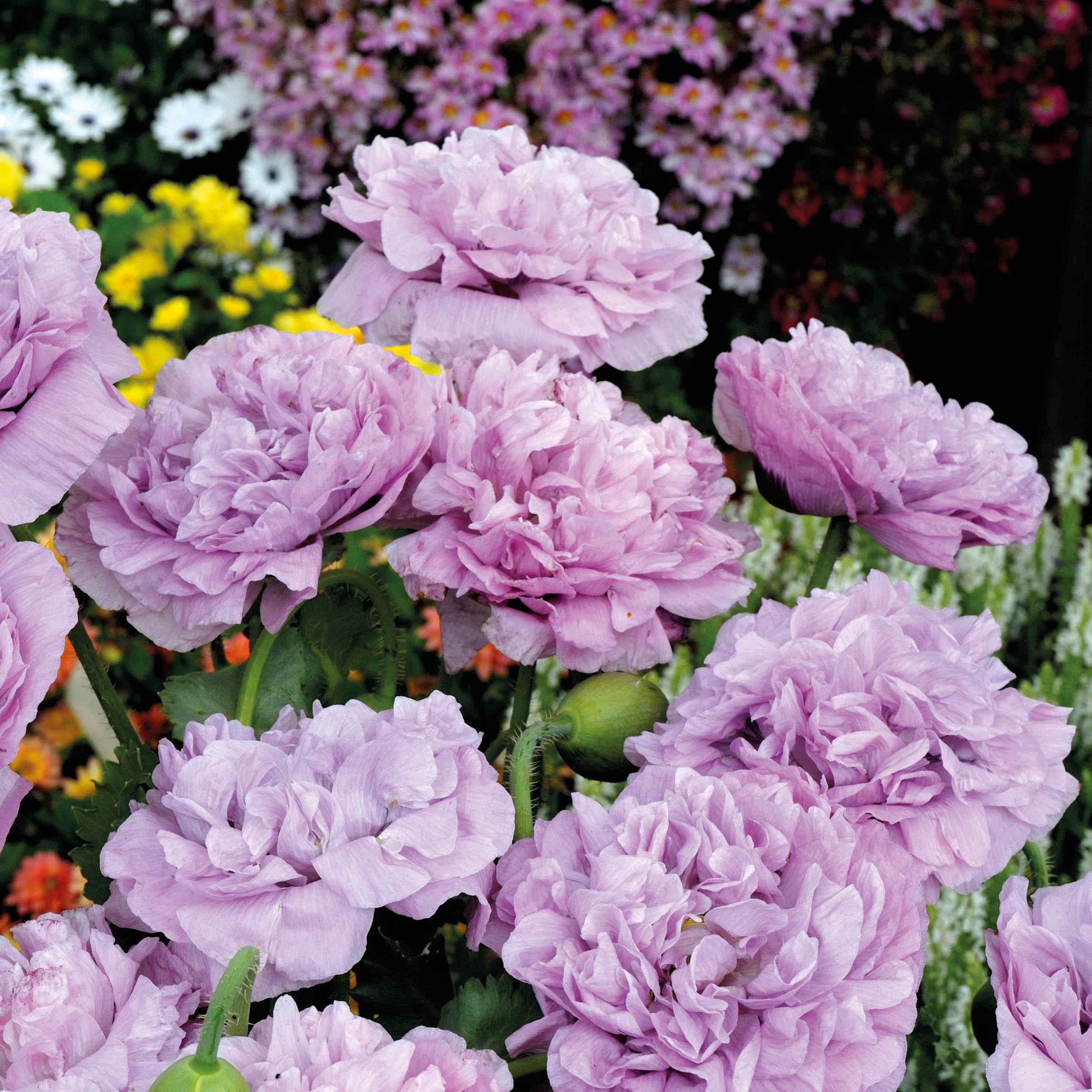 Poppy Seeds Candy Floss Double Pom-pom Lilac-colored Flower - Etsy