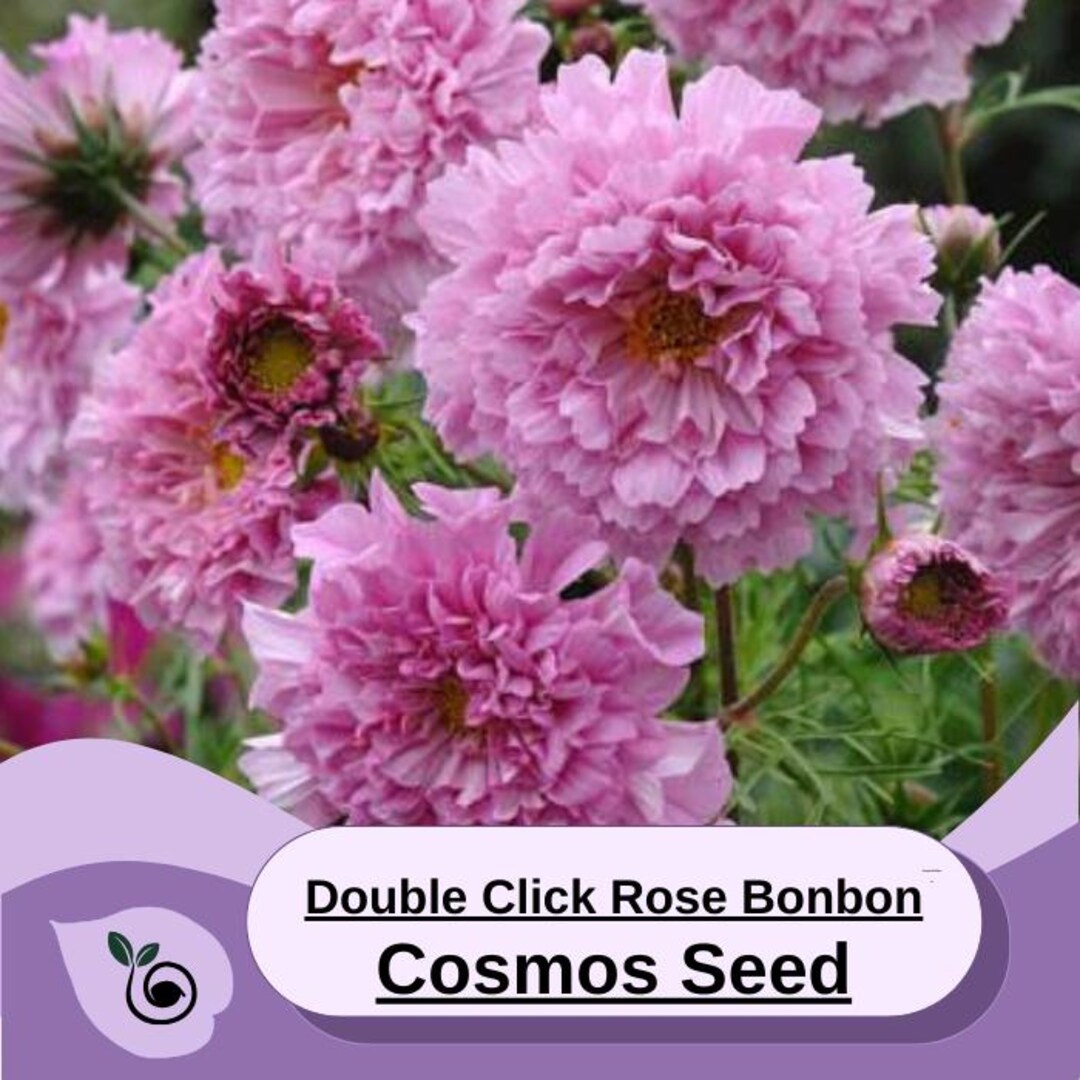 Cosmos Flower Seeds-cosmos Double Click Rose Bonbon 20 Seeds Package - Etsy
