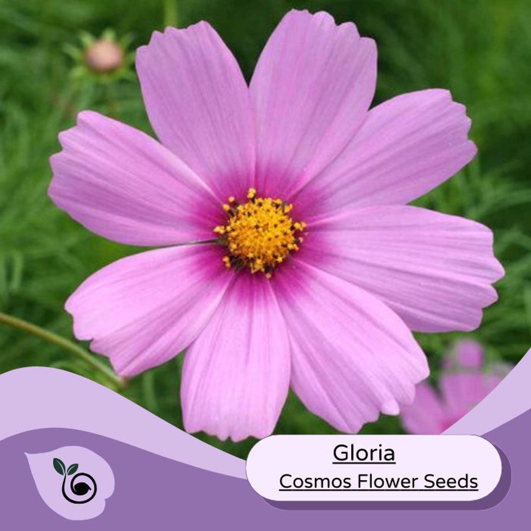 Cosmos Flower Seeds-gloria- Cosmo Seeds - Etsy