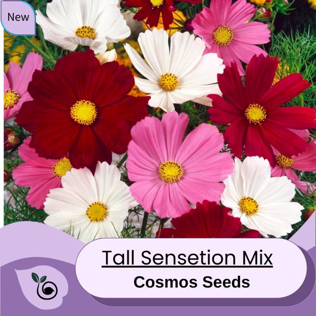 Tall Sensation Mix Cosmos Seeds Mix of Pink, White, Maroon Seeds - Etsy