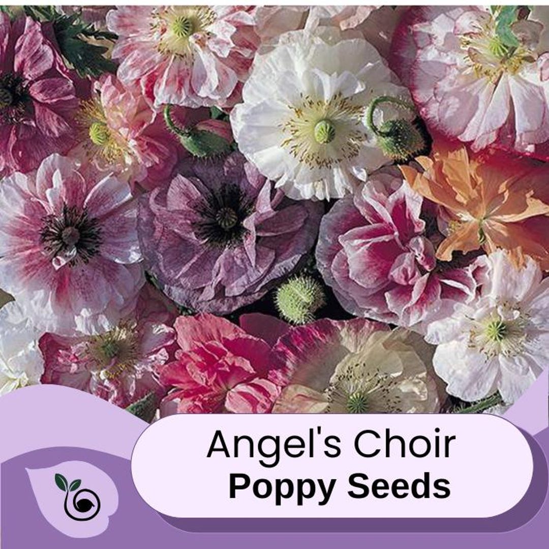 Poppy Seeds Angel's Choir Silken-petaled, Double Poppies Watercolor ...