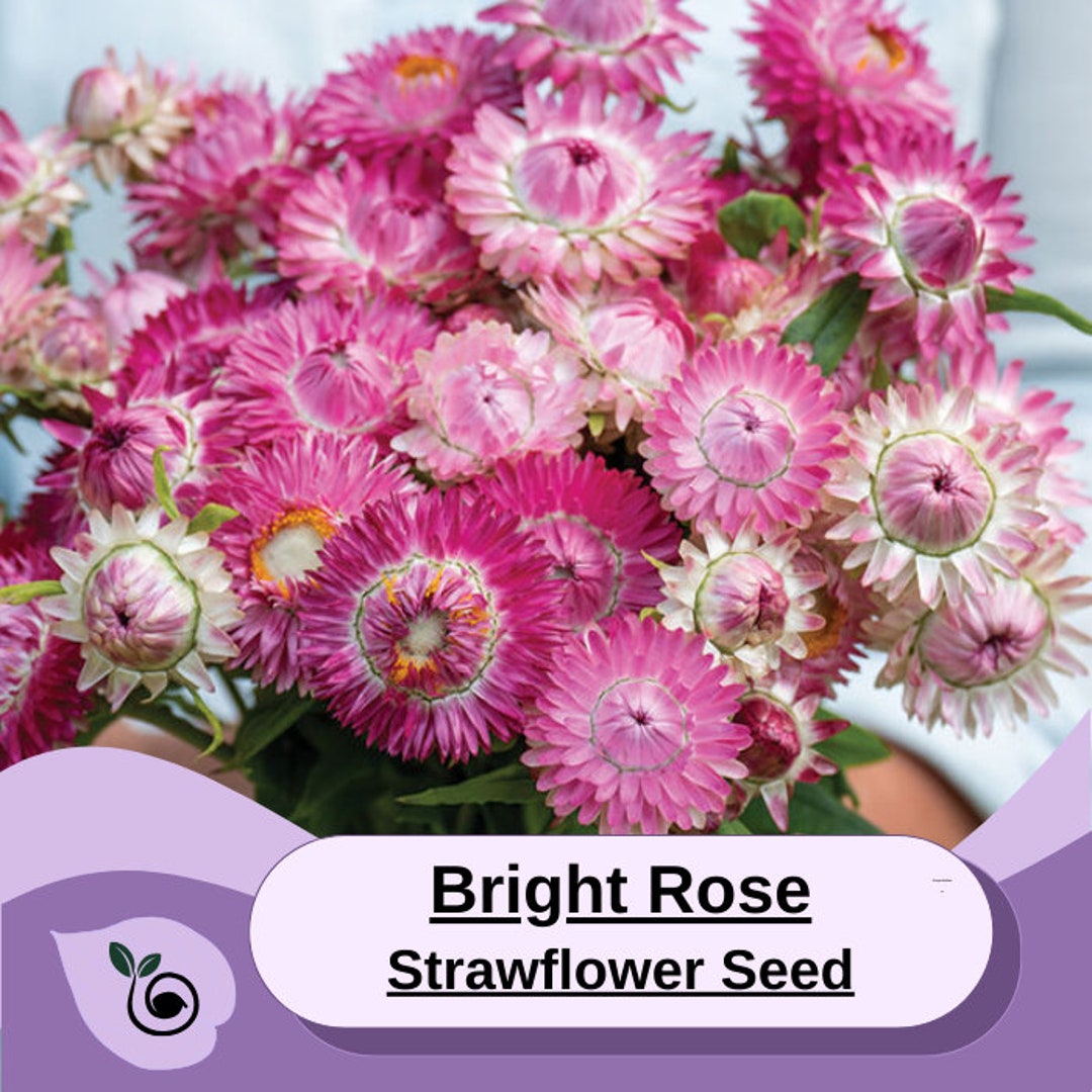 Strawflower Seed Bright Rose Open Pollinated - Etsy