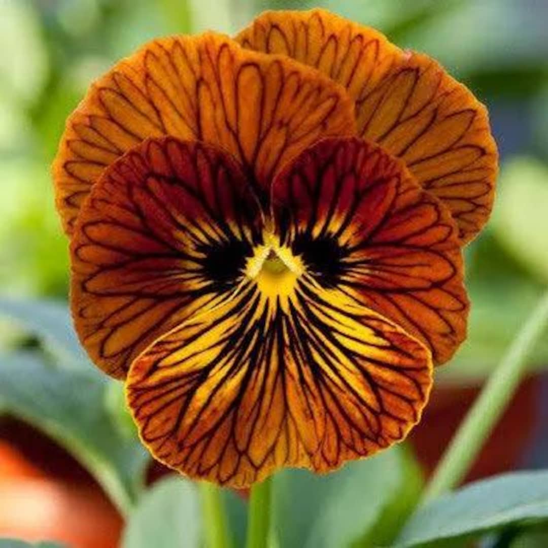 Viola Angel Tiger Eye Seed Mix Yellow & Red Seed - Etsy