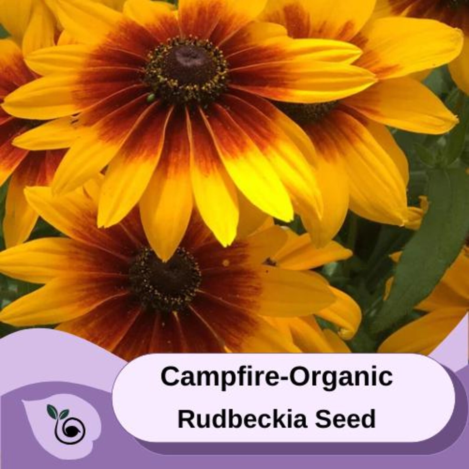 Organic Campfire Rudbeckia Seeds - Etsy