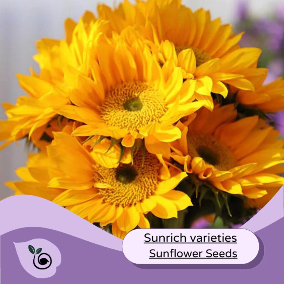 Sunrich Gold Sunflower Seeds - 30 Flower Seeds - Etsy