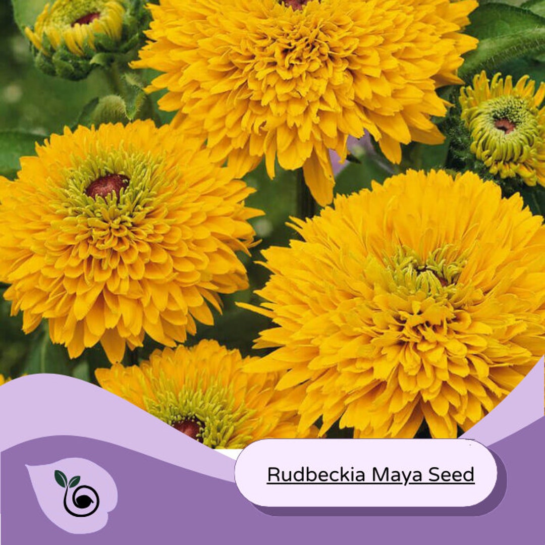 Rudbeckia Maya Seed Flower Seeds - Etsy