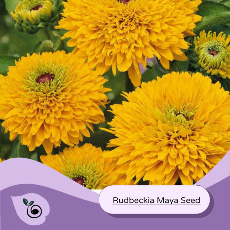Rudbeckia Maya Seed Flower Seeds - Etsy