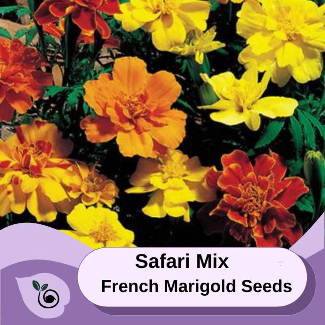 Safari Mix Seeds French Marigold Seeds - Etsy