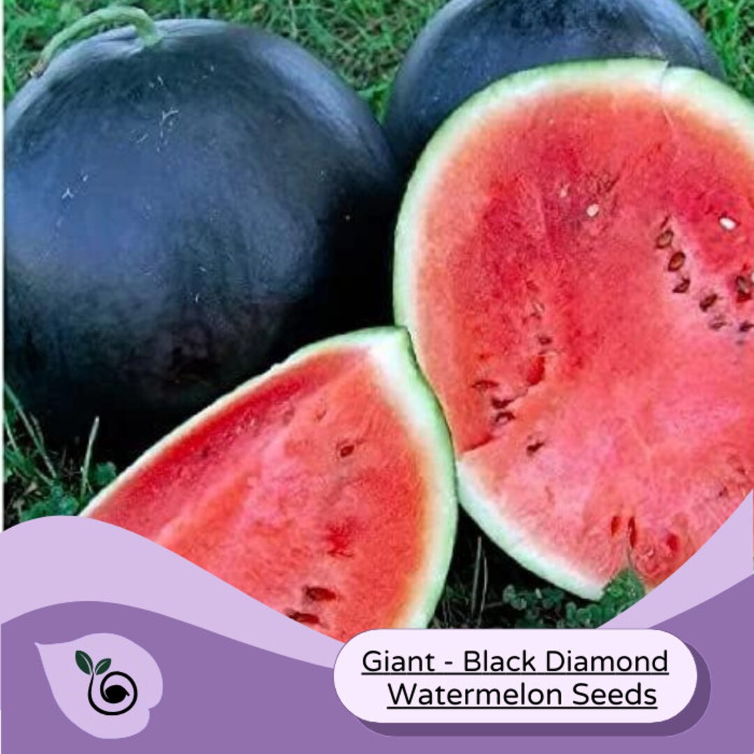 Watermelon Seeds - Giant - Black Diamond 25 Seeds - Etsy
