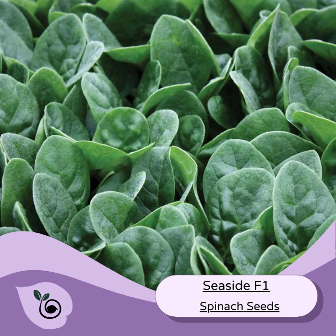 Spinach Seeds seaside Seed - Etsy