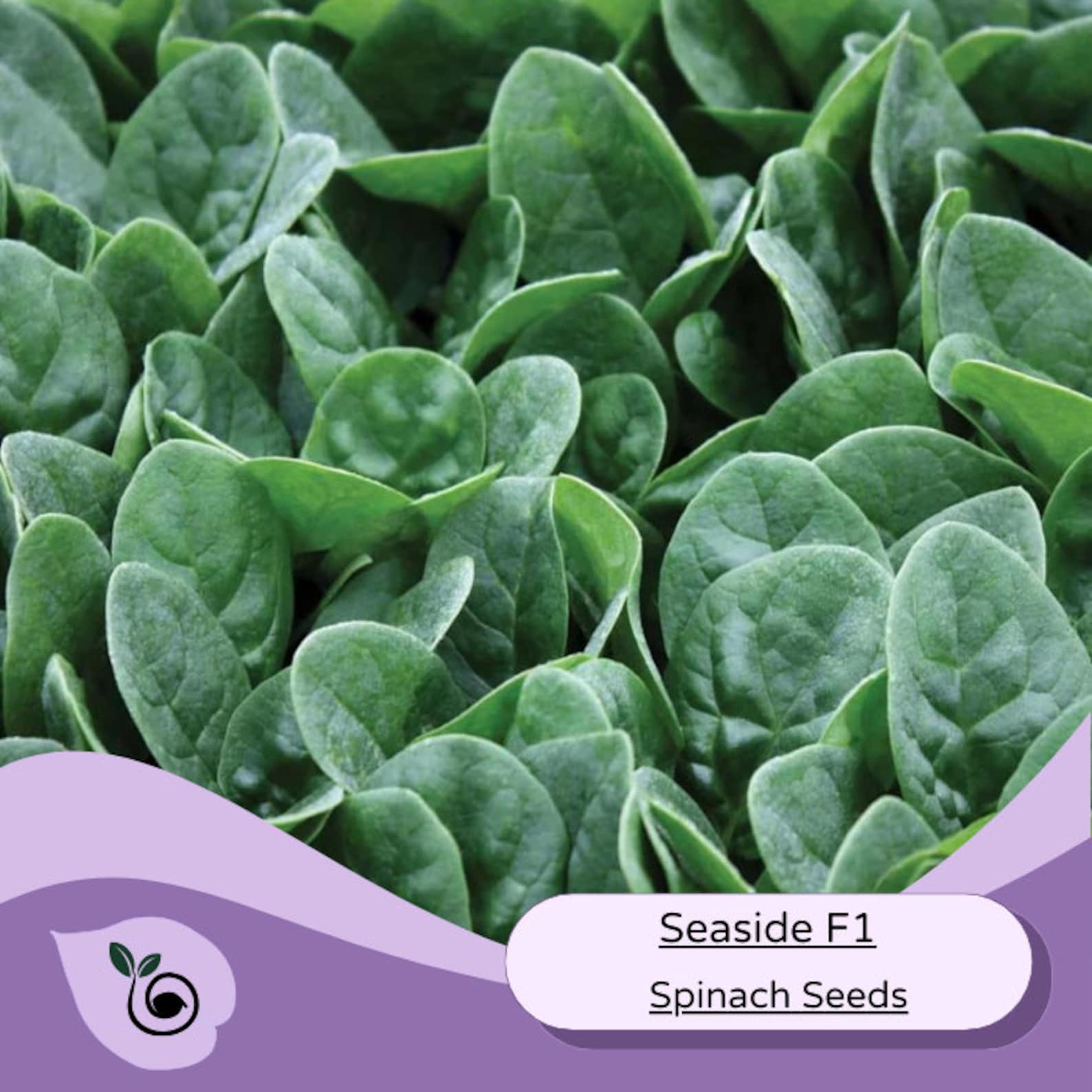 Spinach Seeds seaside Seed - Etsy