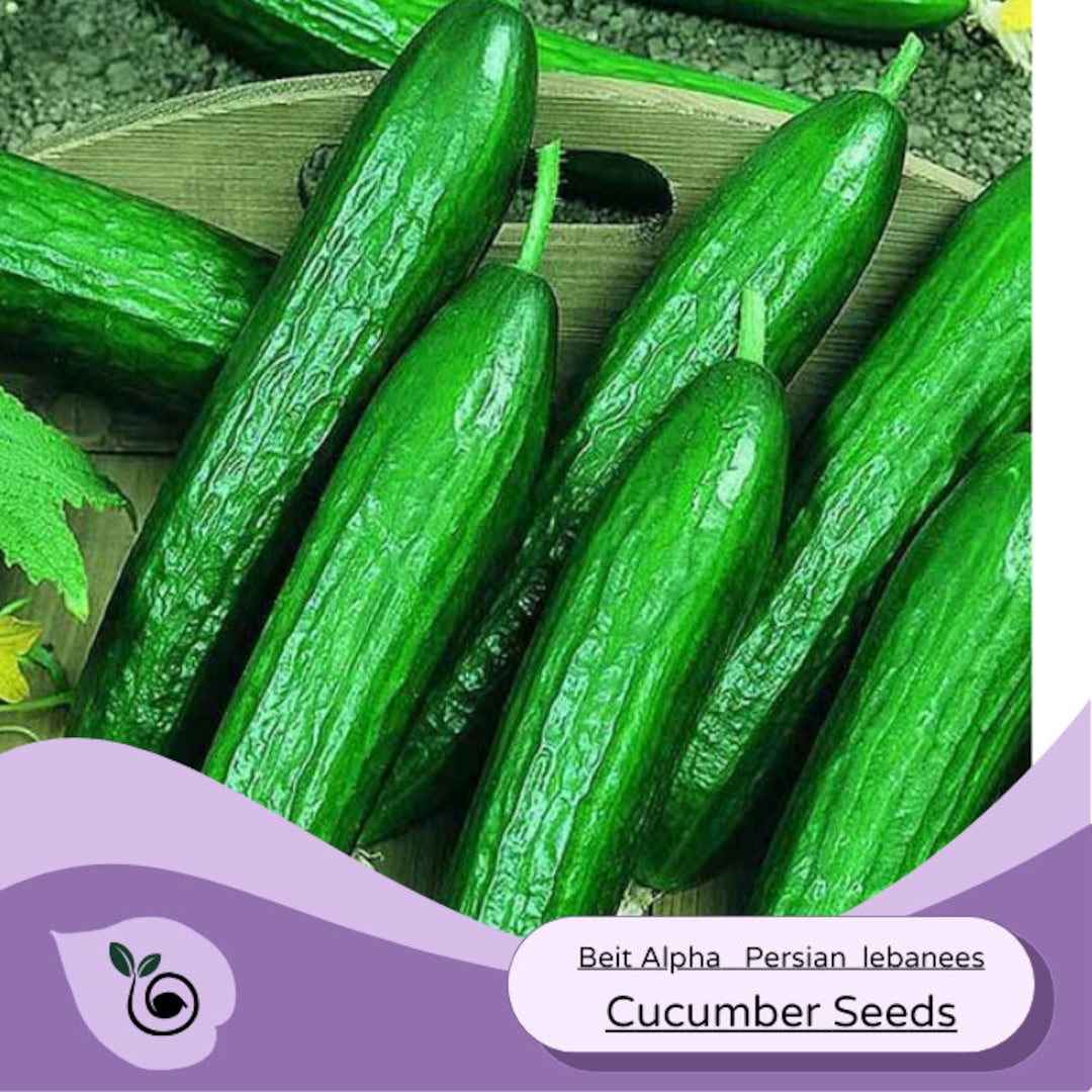 Cucumber Seeds Beit Alpha F1 CMR MMR / Persian /lebanees - Etsy