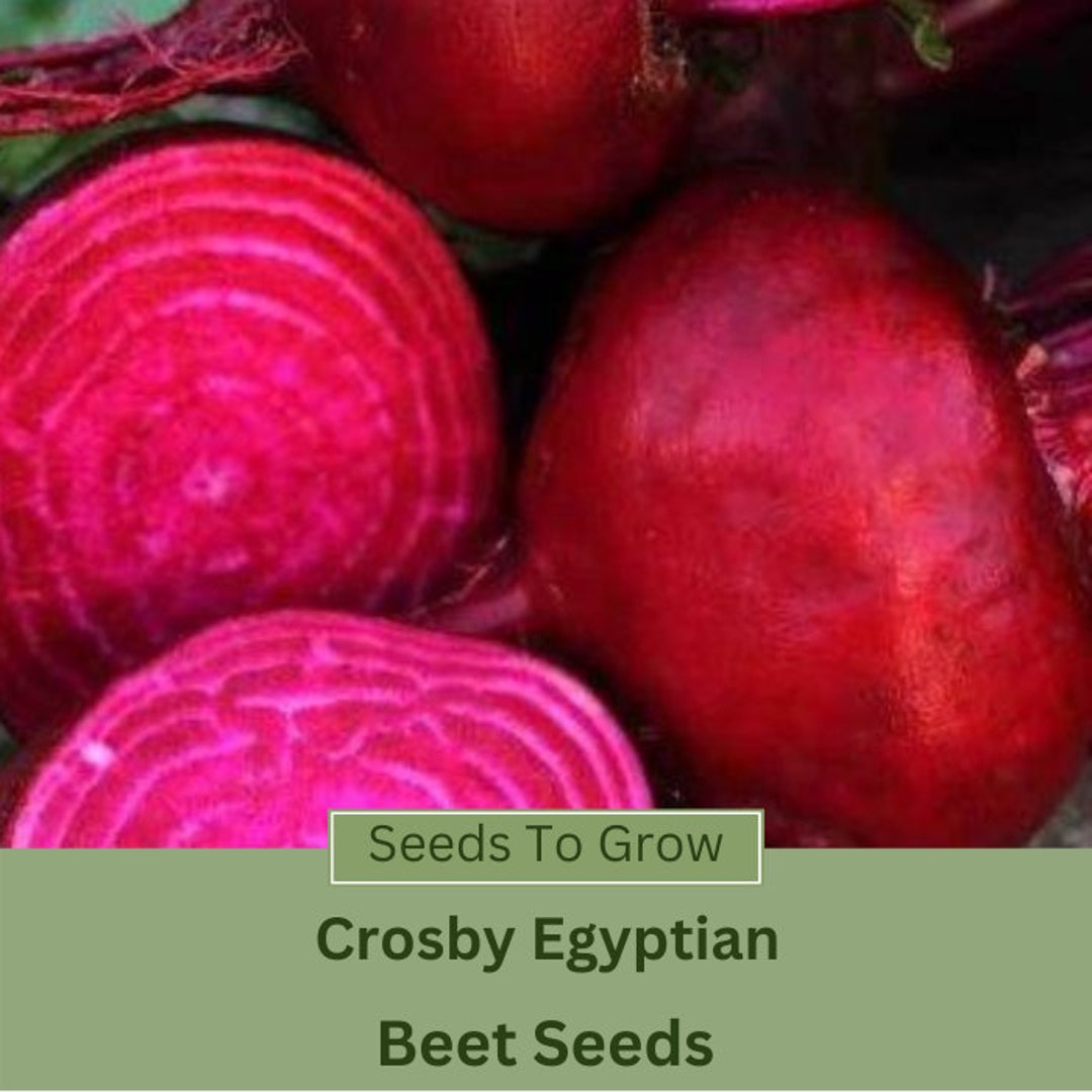 Beet Seeds Crosby Egyptian - Etsy