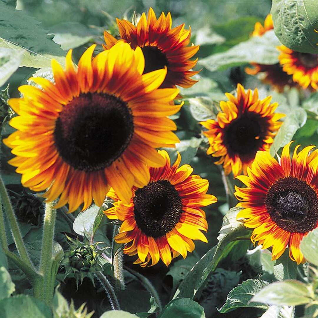 Firecracker Sunflower Seed Dwarf, Branching Plants. - Etsy