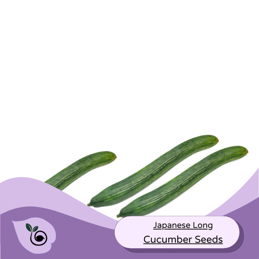 Japanese Long Cucumber Seeds - Etsy