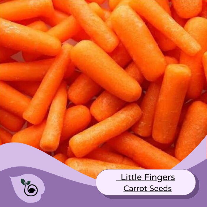 Little Fingers Carrot Seeds - Etsy