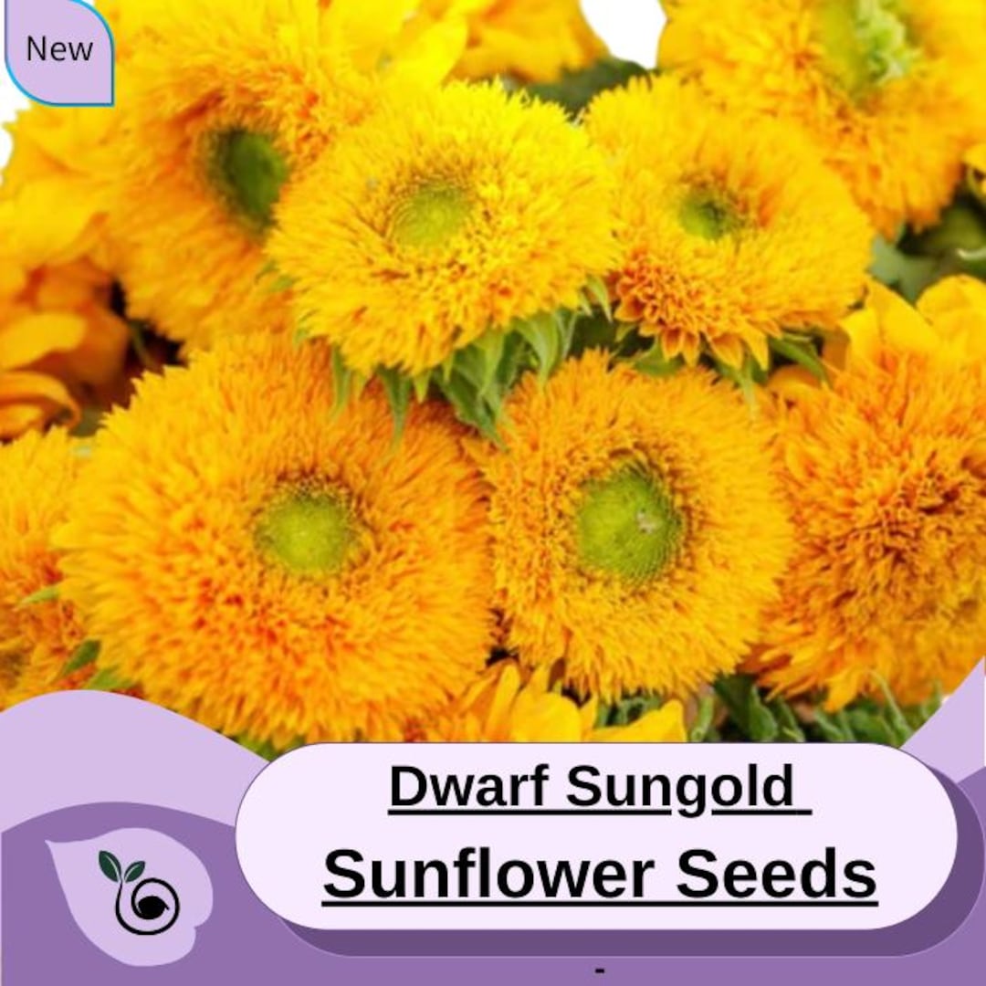 Sungold Dwarf Sunflower Seeds-sungold Garden Flower Seeds - Etsy