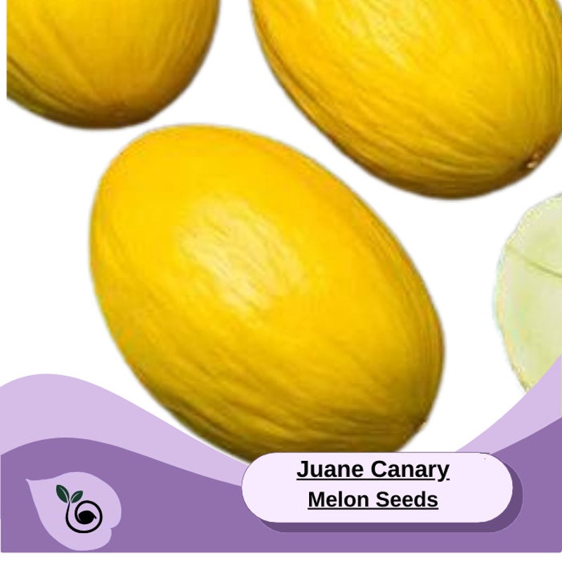 Melon Seeds - Etsy