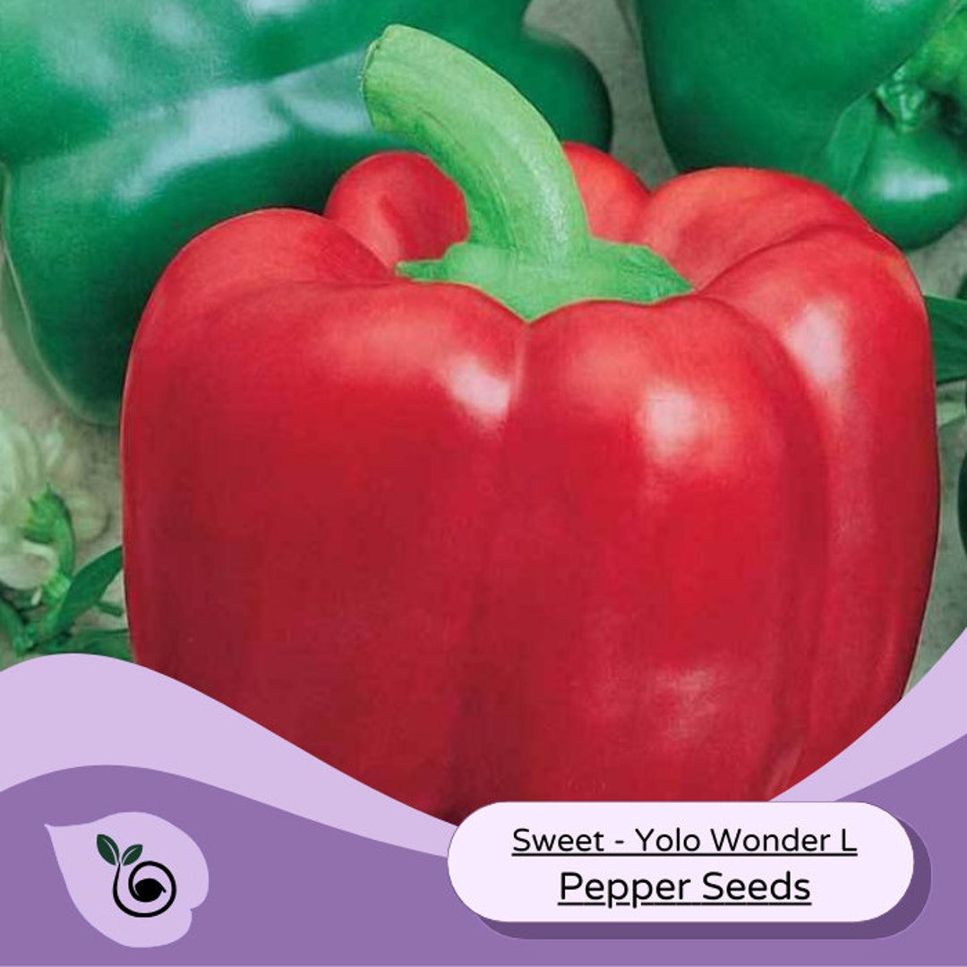 Pepper Seeds Sweet YOLO Wonder L - Etsy