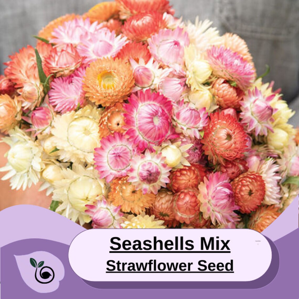 Strawflower Seed Seashells Mix A Mix of Pastel Hues of Light Pink, Apricot, Pale Yellow, and ...