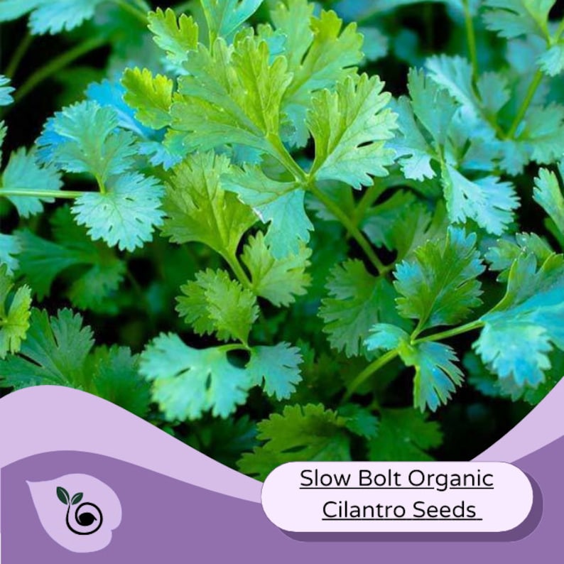 Cilantro Seeds - Slow Bolt Organic Heirloom Organic Slow Bolt Cilantro ...