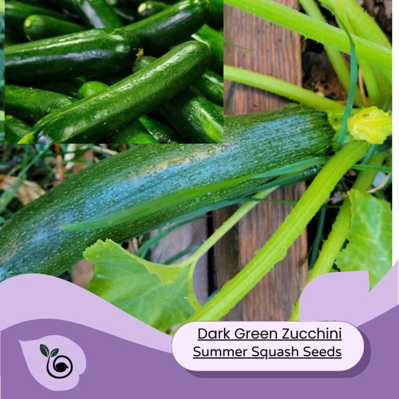Dark Green Zucchini Summer Squash Seeds - Etsy