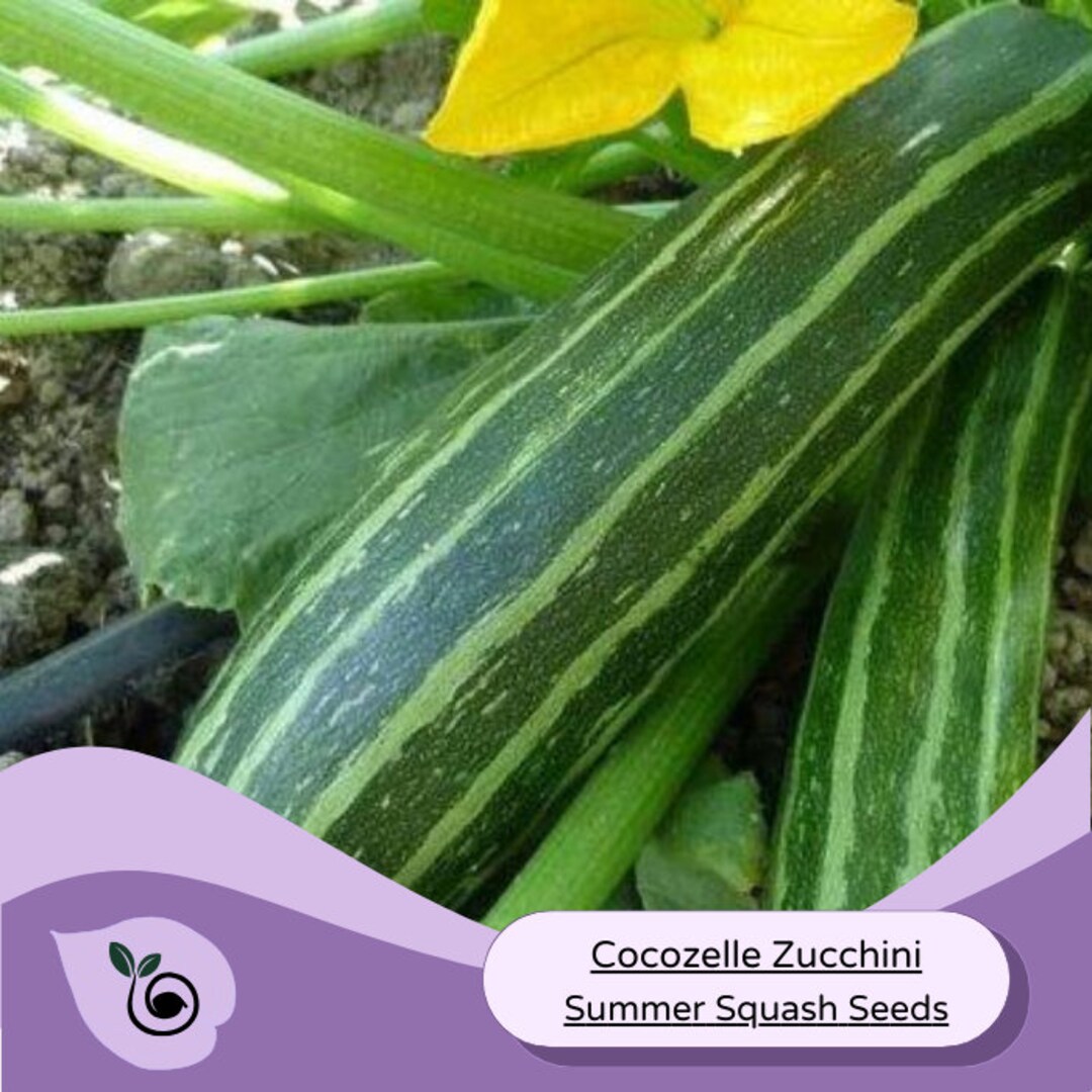 Cocozelle Zucchini Squash Seeds - Etsy