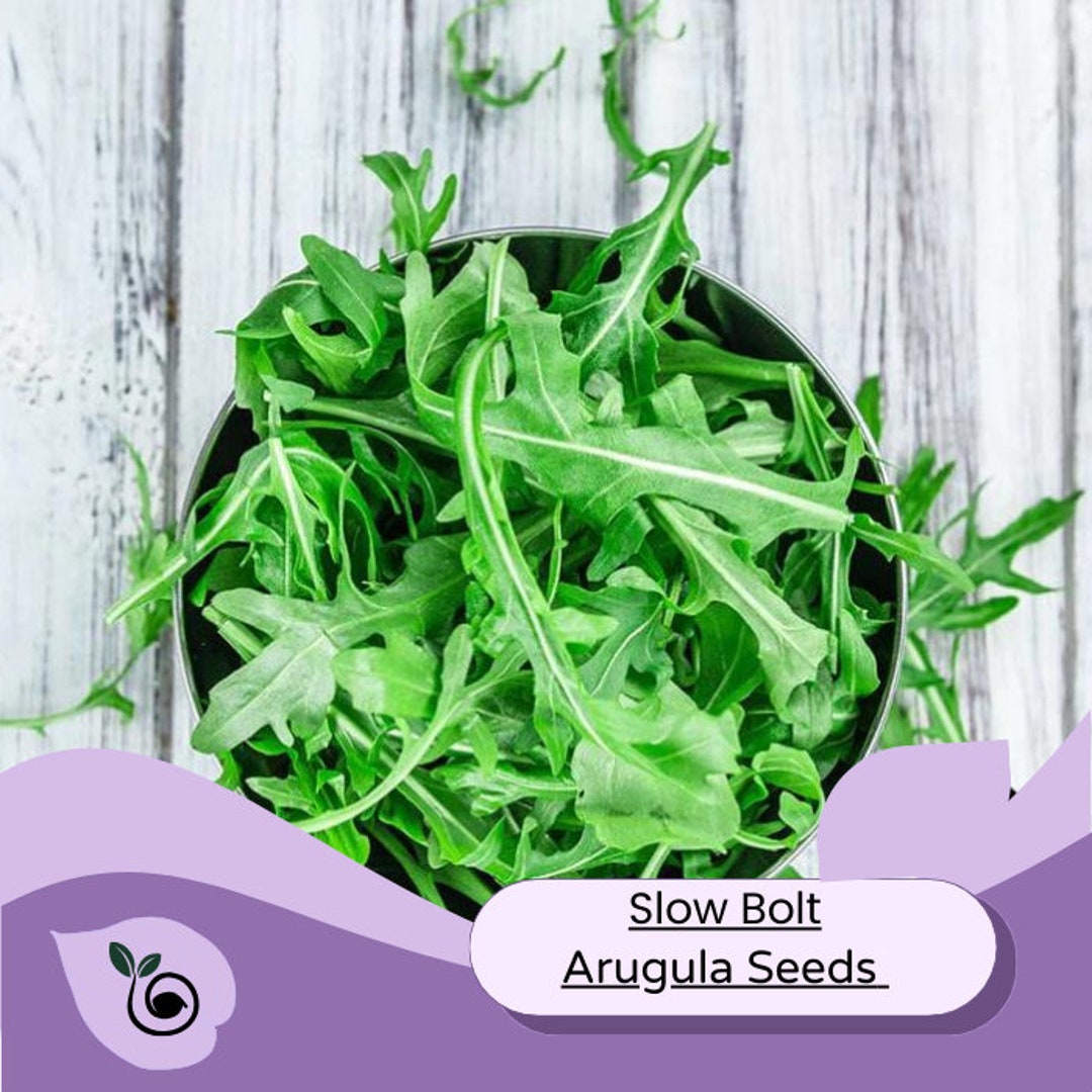 Arugula Seeds -slow Bolt Arugula Seeds - Etsy