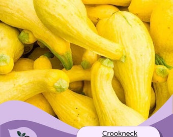 Yellow Bumpy Crookneck Summer Squash Seeds - Etsy