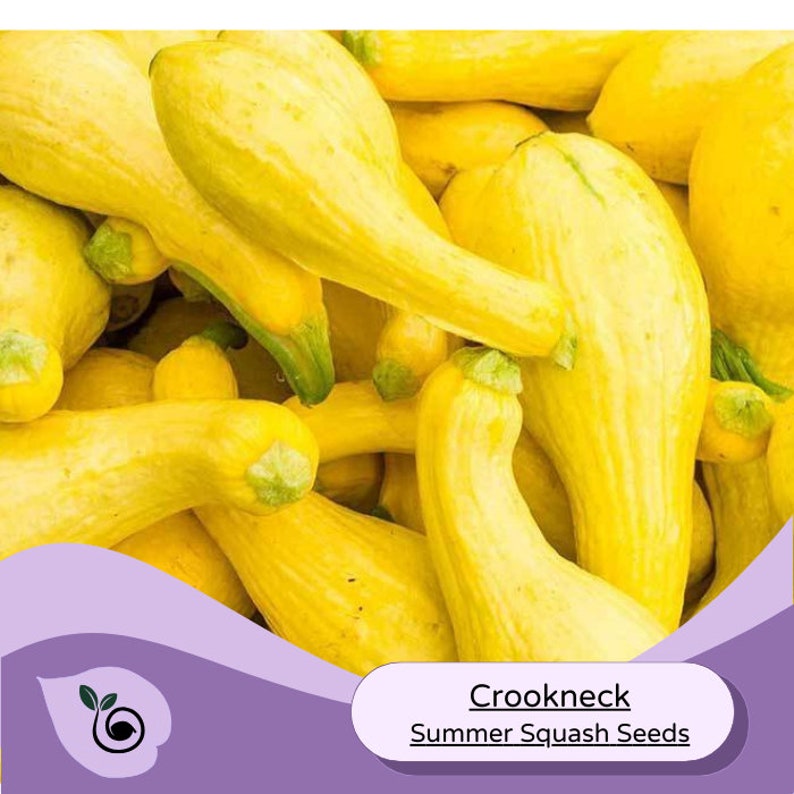 Crookneck Summer Squash Seeds - Etsy