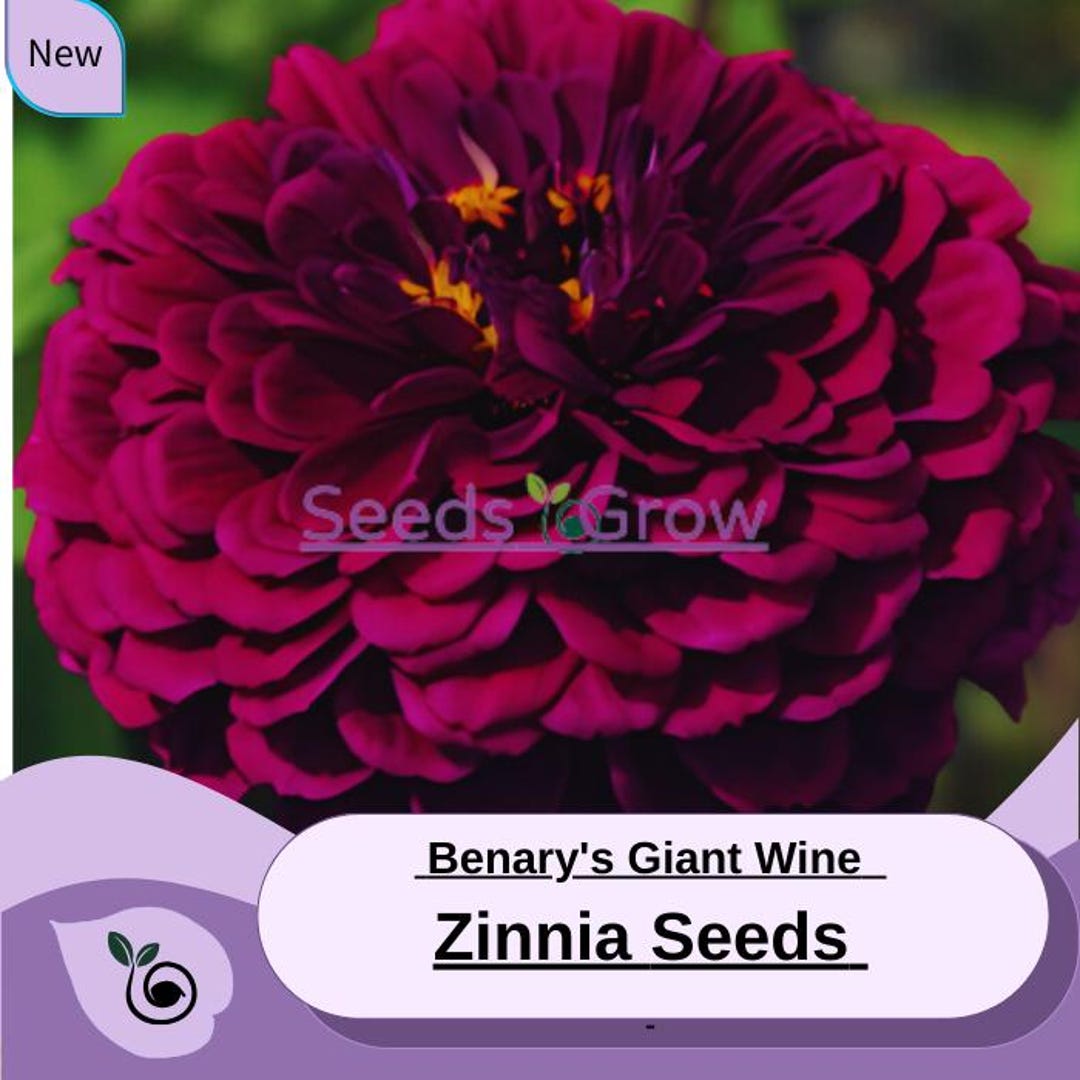 Benarys Giant Zinnia Seeds Deep Wine Etsy