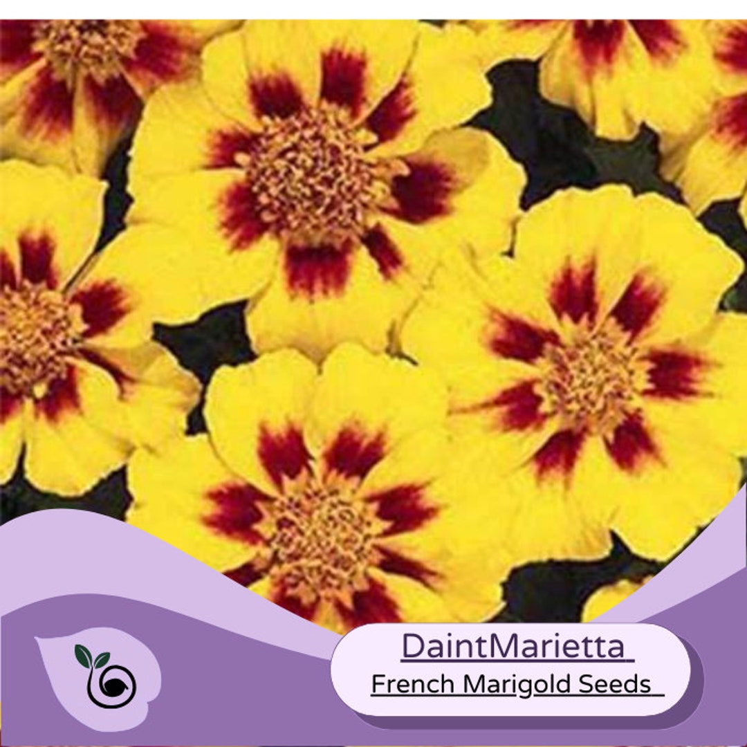 Dainty Marietta French Marigold Seeds – Edible Flower, Pollinator ...