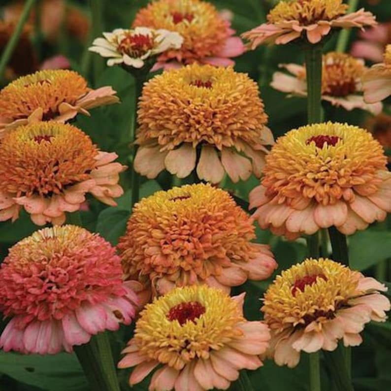 Zinderella Peach Zinnia Flower Seeds - Etsy