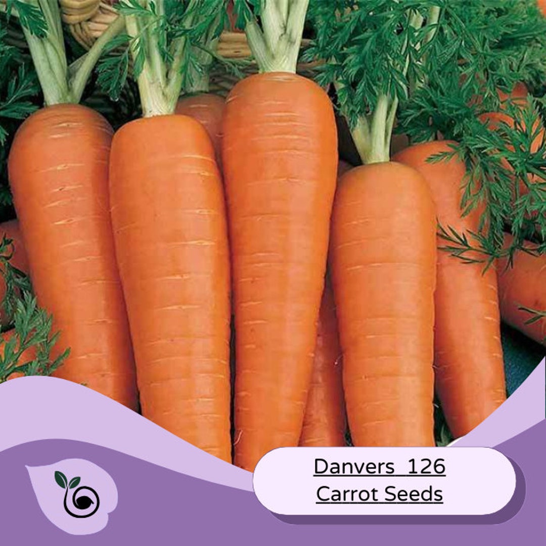 Danvers Carrot Seeds - Heirloom Seeds, Non GMO, Carrot Seeds - 126 ...