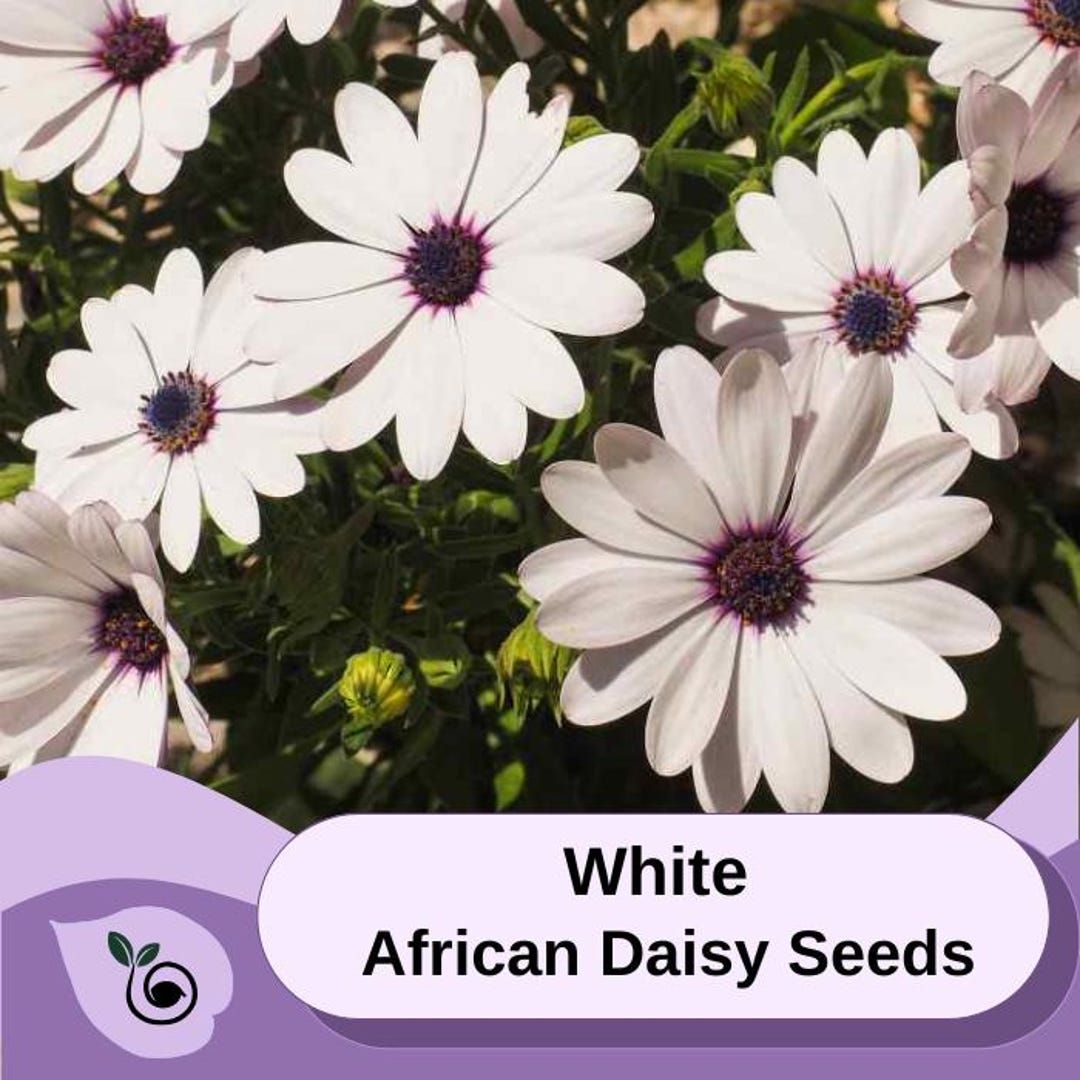 Daisy Seeds African Daisy Seeds - White - Etsy