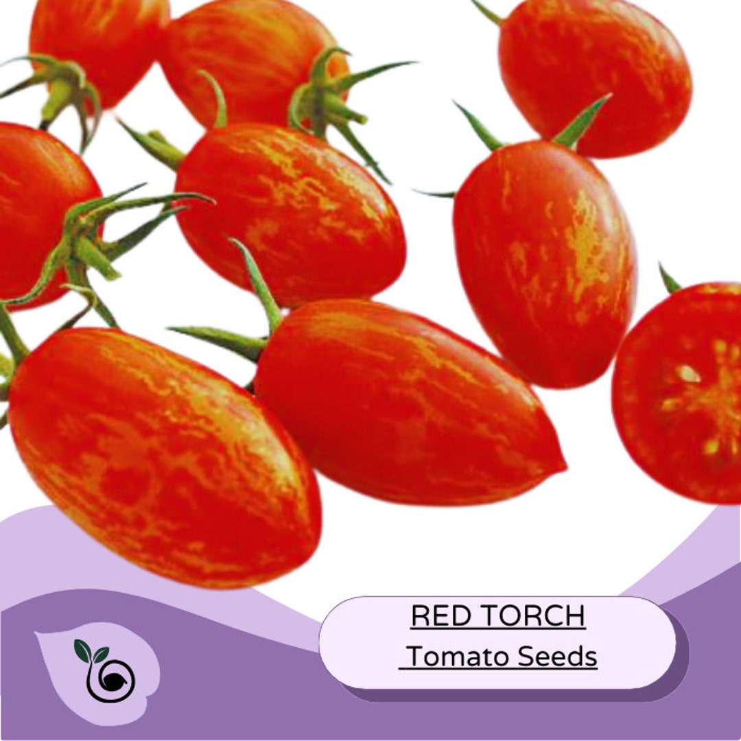 RED TORCH Tomato Seeds Premium Tomato Seeds - Etsy