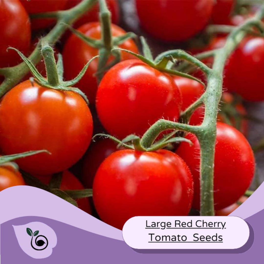 Large Red Cherry Tomato Seeds Indeterminate, Heirloom, Cherry Tomatoes ...