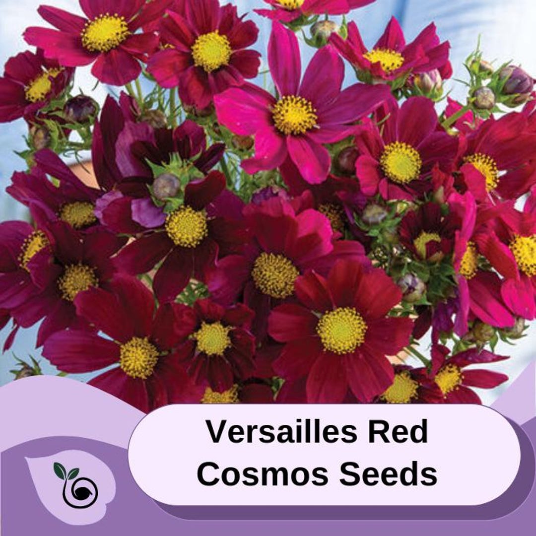 Versailles Red Cosmos Seed - Cosmos Seeds - Flower Seeds - Etsy