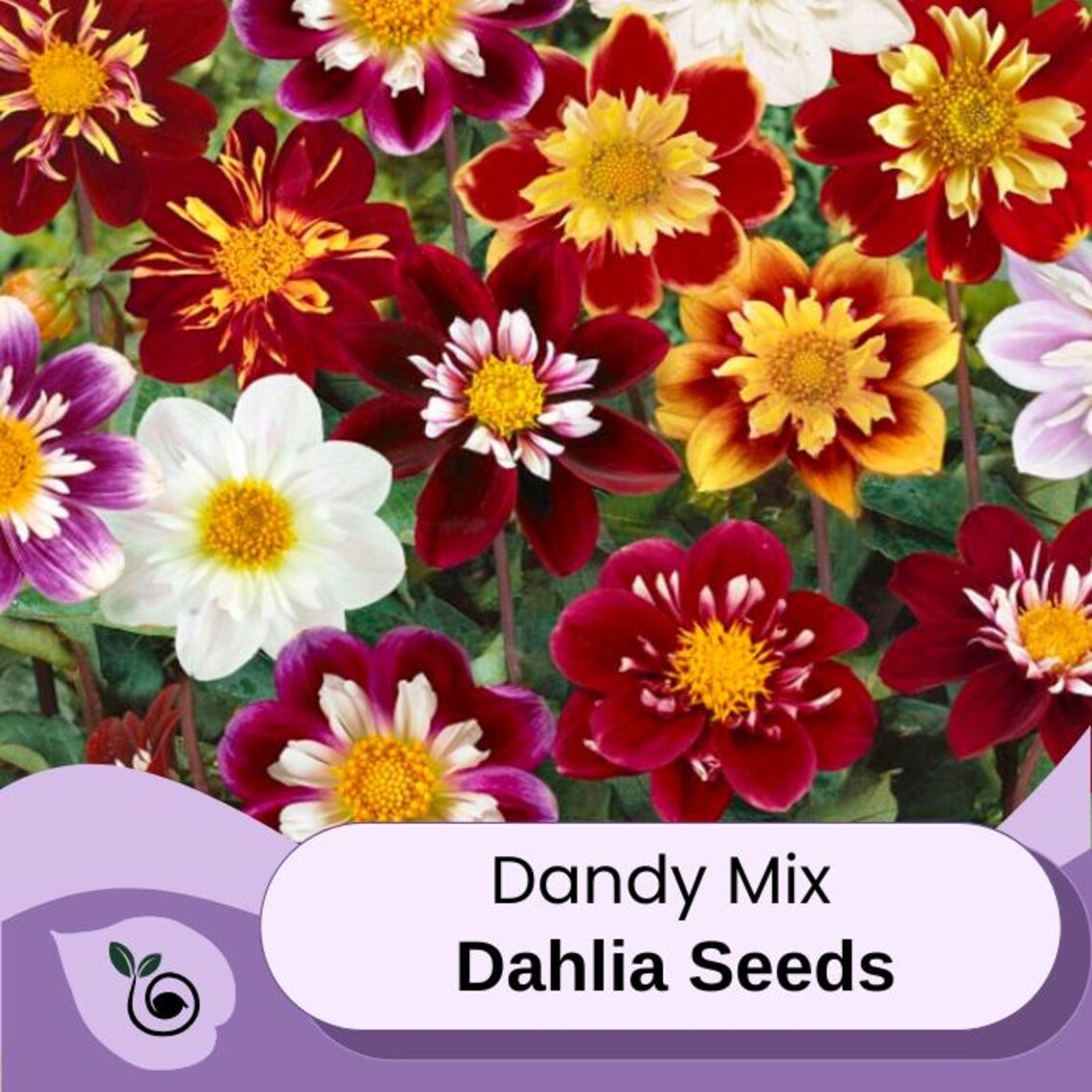 Dahlia Seeds - Dandy Mix Dahlia Seeds, Flower Seeds, Container Garden ...