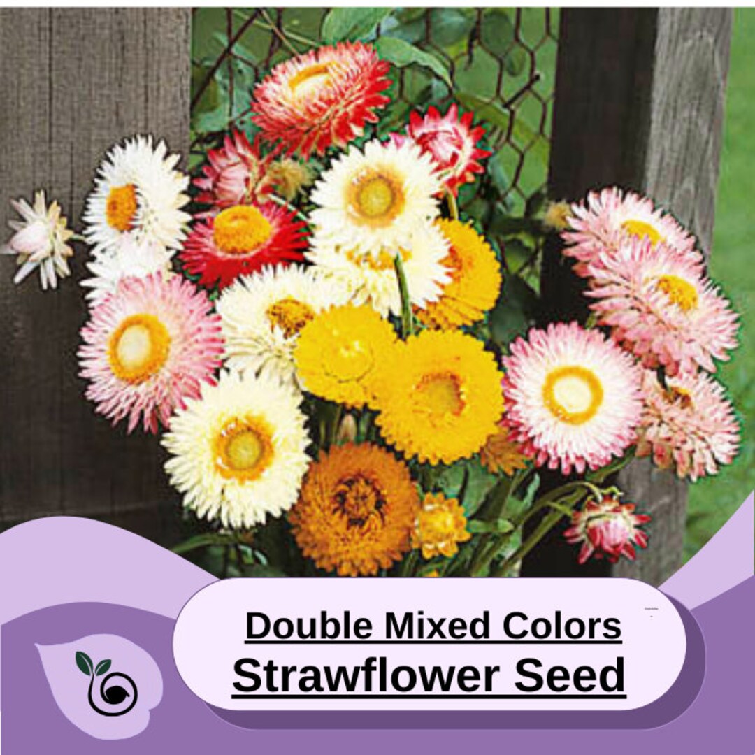 Strawflower Seed Double Mixed Colors - Etsy